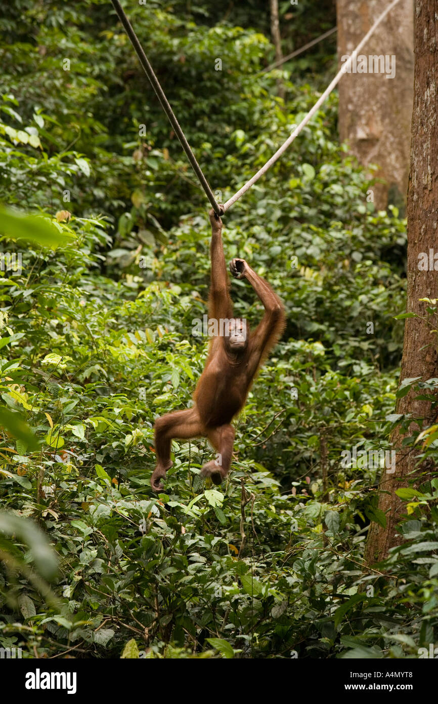 Malaysia Borneo Sabah Sepilok primates young Orang utang Pongo pygmaeus ...