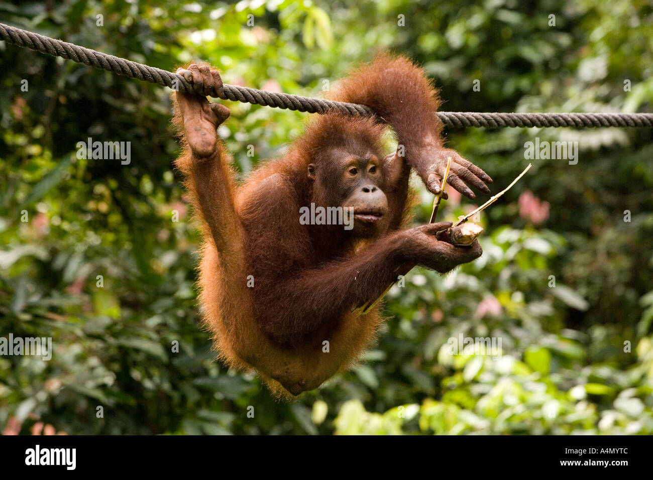 Malaysia Borneo Sabah Sepilok primates young Orang utang Pongo pygmaeus ...