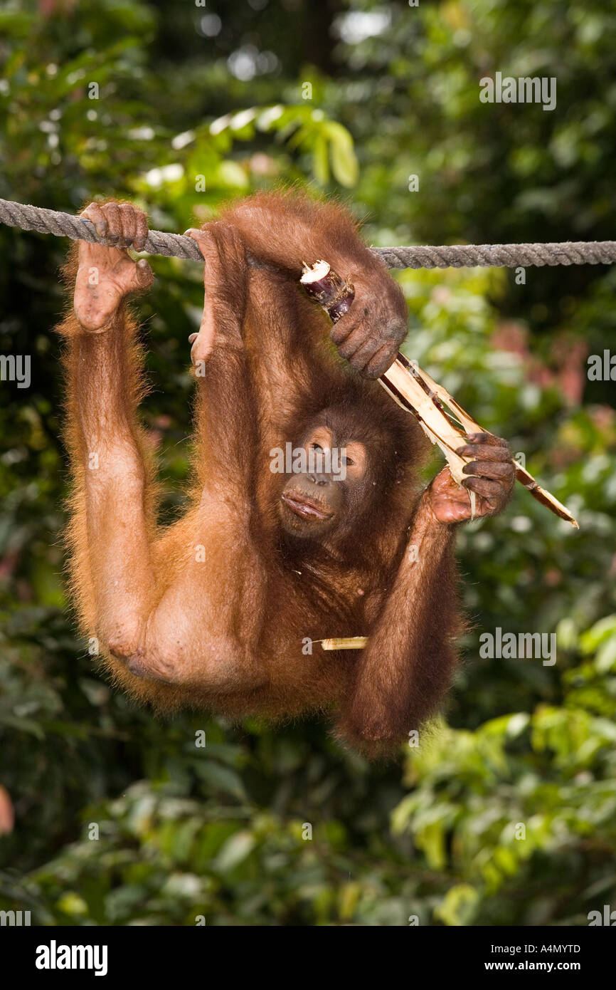 primates young Orang utang Pongo pygmaeus hanging from rope Stock Photo ...