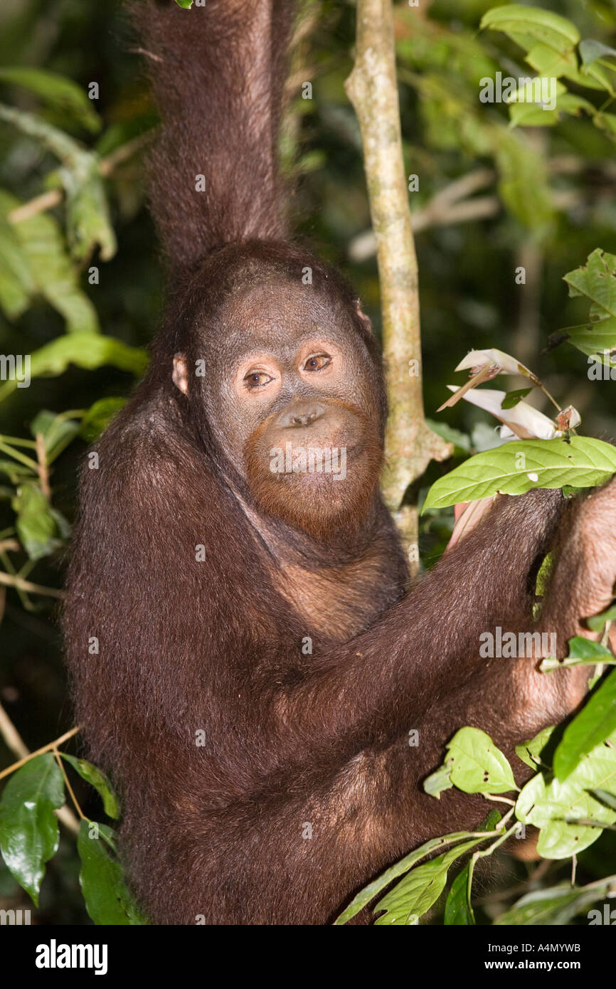 Malaysia Borneo Sabah Sepilok primates orangutan Pongo pygmaeus Stock ...