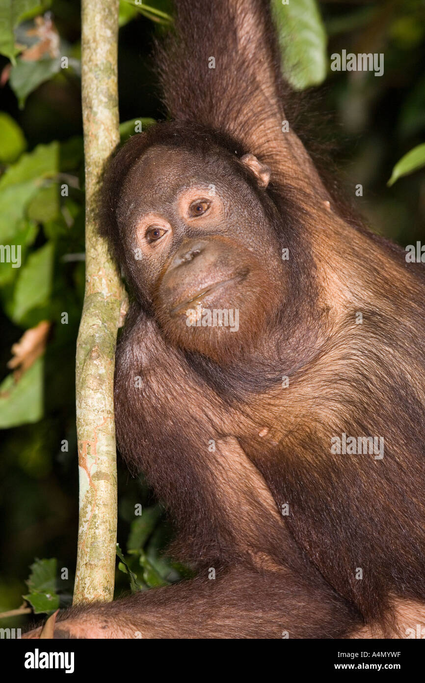 primates Orang utang Pongo pygmaeus Stock Photo - Alamy