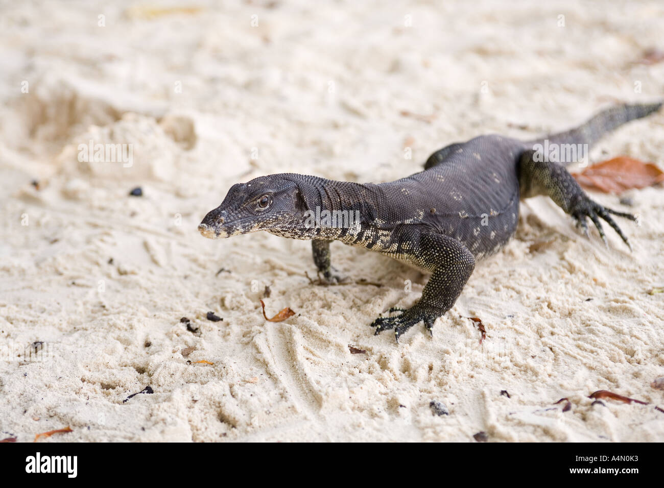 Malaysia Borneo Sabah Sipadan island monitor lizard on the beach Stock ...