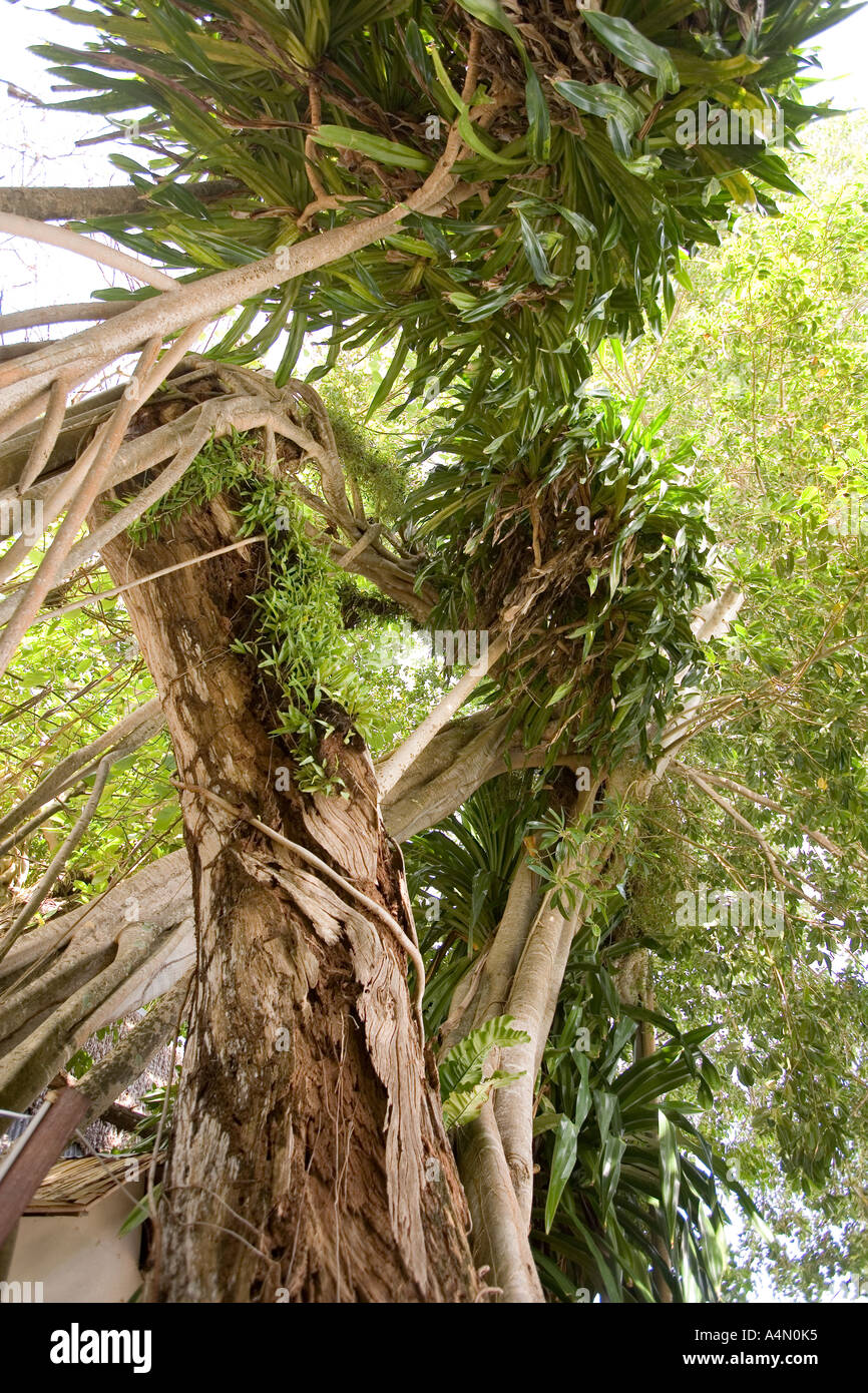 Malaysia Borneo Sabah Sipadan island strangling fig tree Stock Photo ...