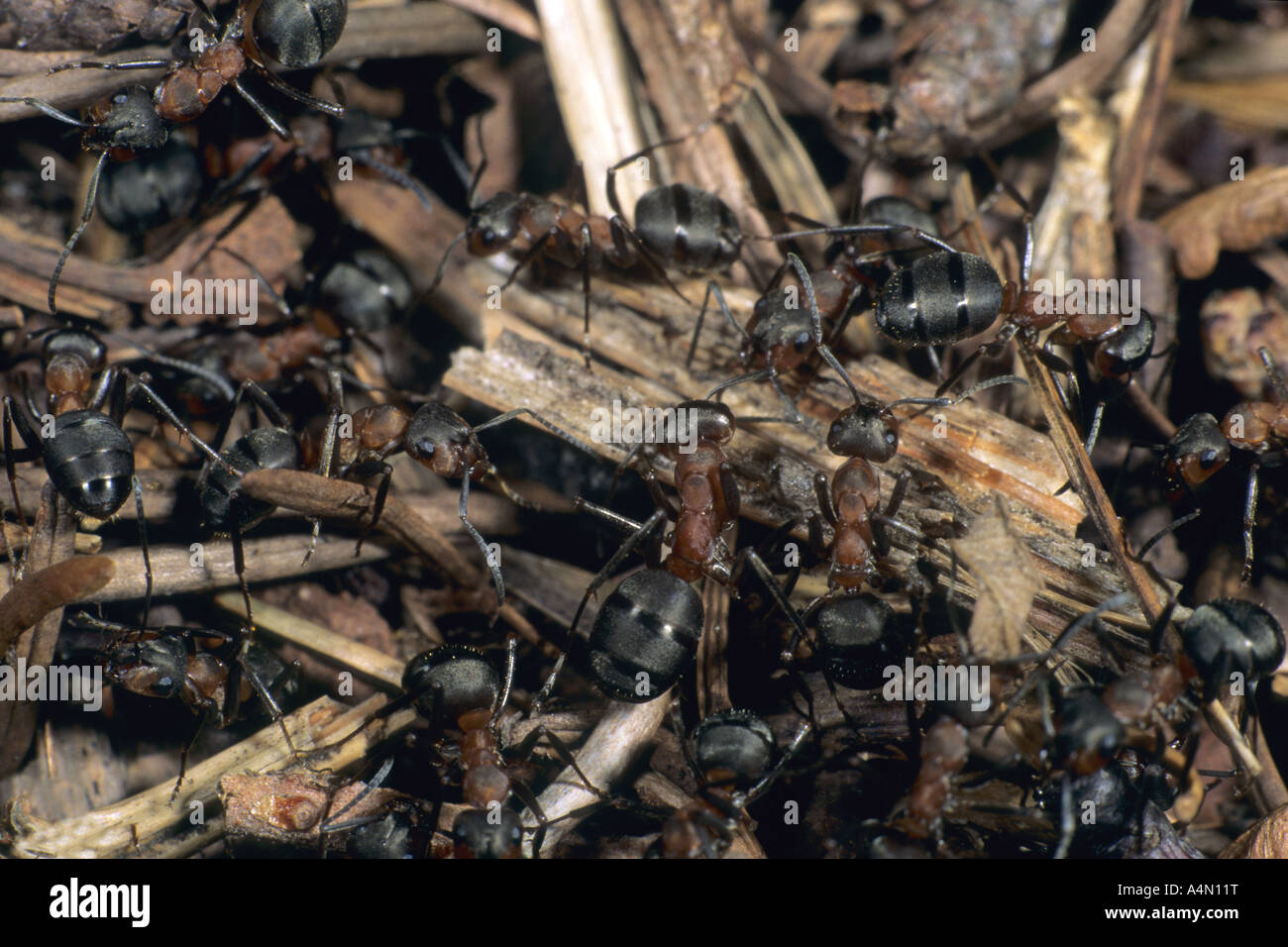 Creature formica hi-res stock photography and images - Alamy