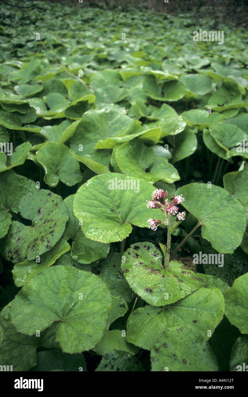 winter heliotrope Petasites fragrans Stock Photo - Alamy