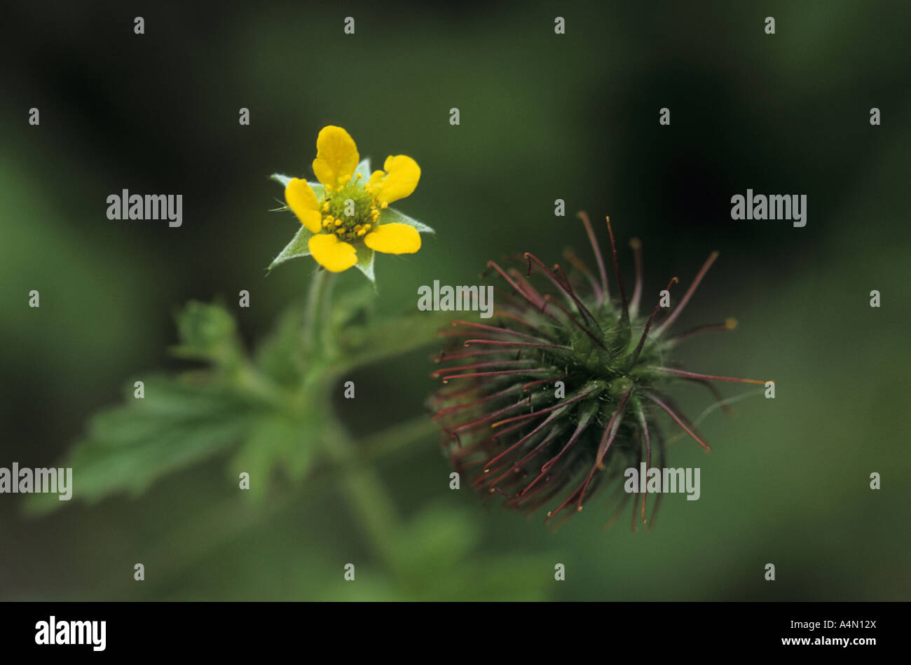 Seed head of wood avens hi-res stock photography and images - Alamy