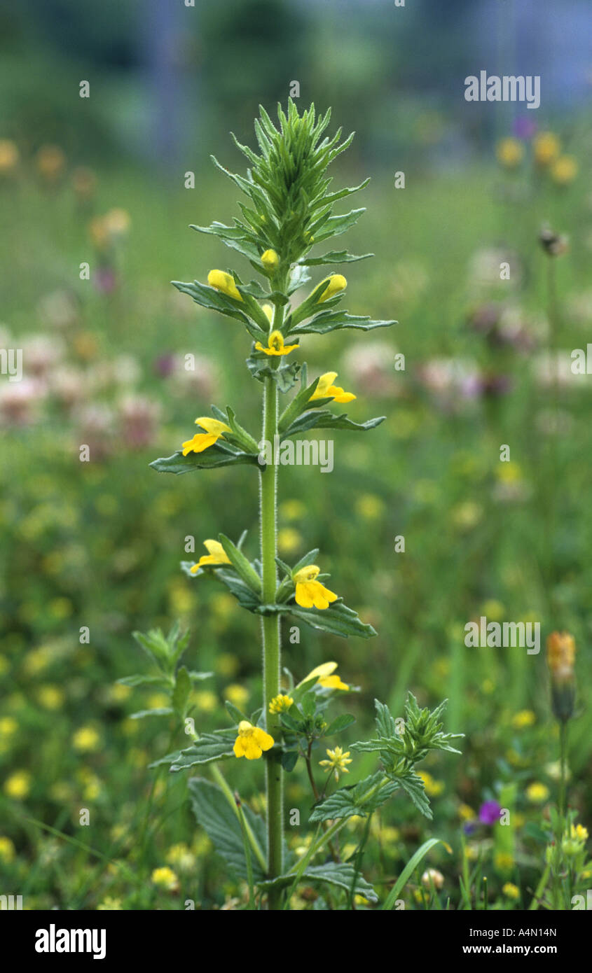yellow bartsia Parentucellia viscosa Stock Photo - Alamy