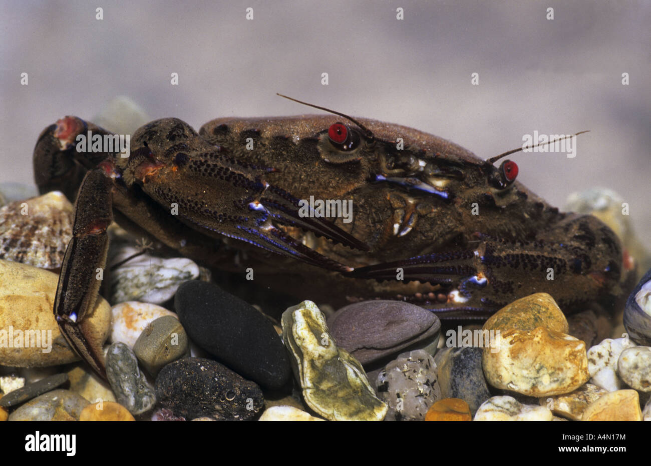 velvet swimming crab Necora puber Stock Photo - Alamy