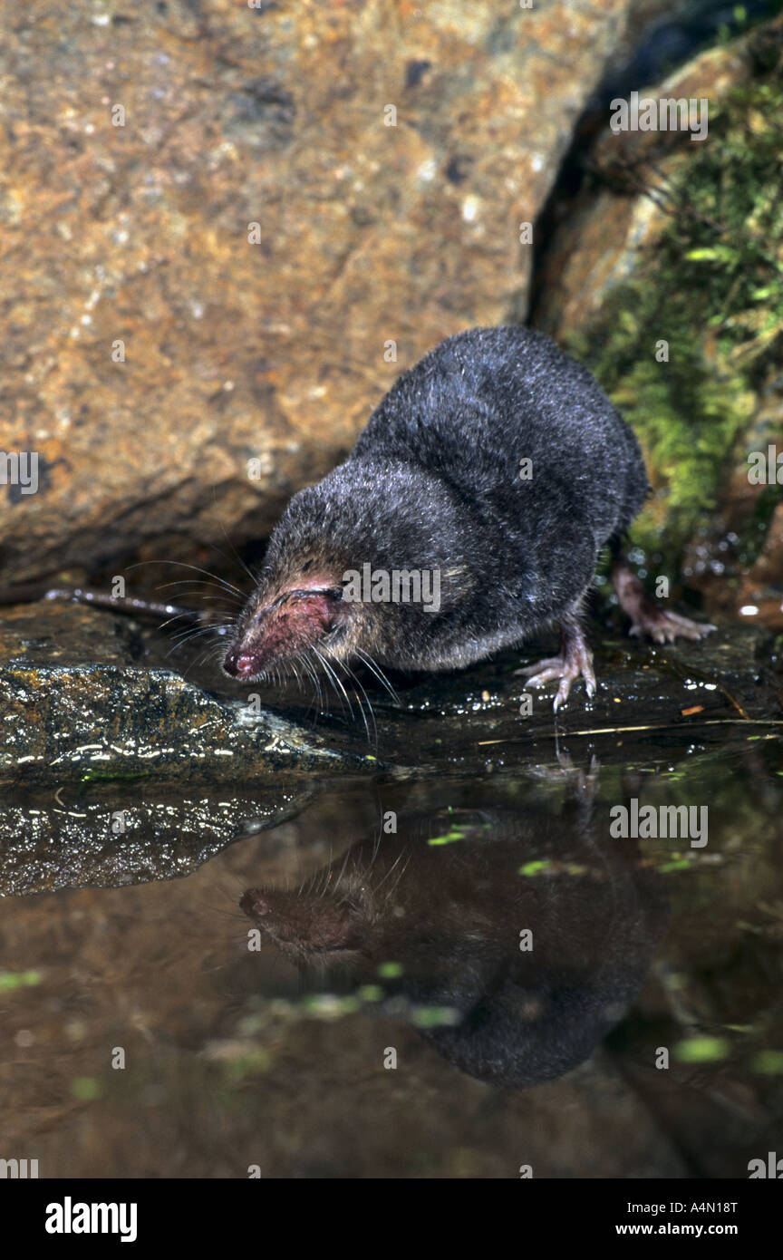 Water Shrew Uk High Resolution Stock Photography and Images - Alamy