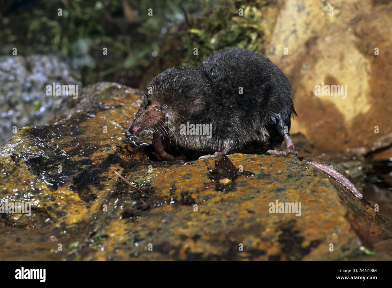 water shrew Neomys fodiens eating a worm Stock Photo - Alamy