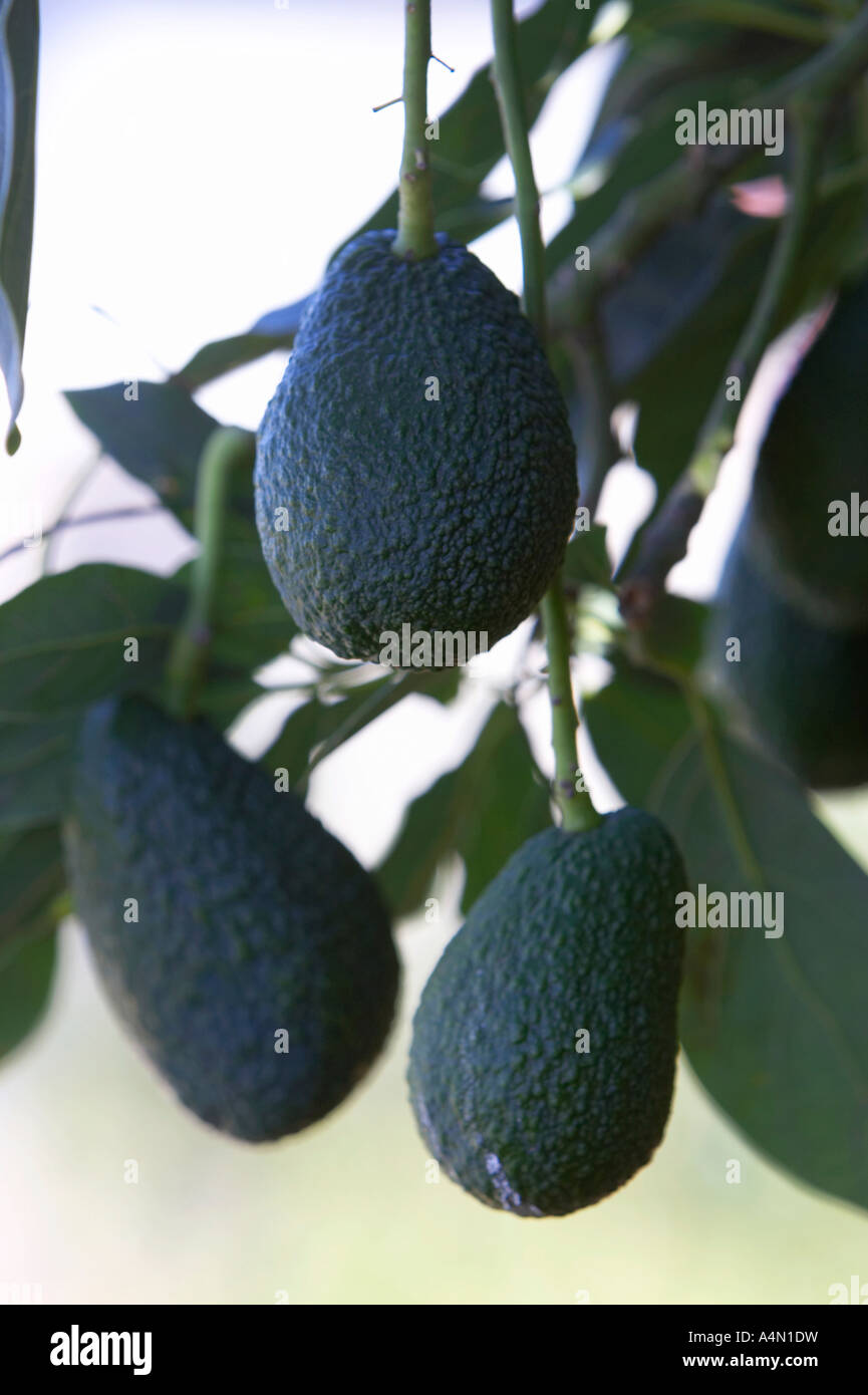three avocado pears persea americana growing on trees in a garden in ...