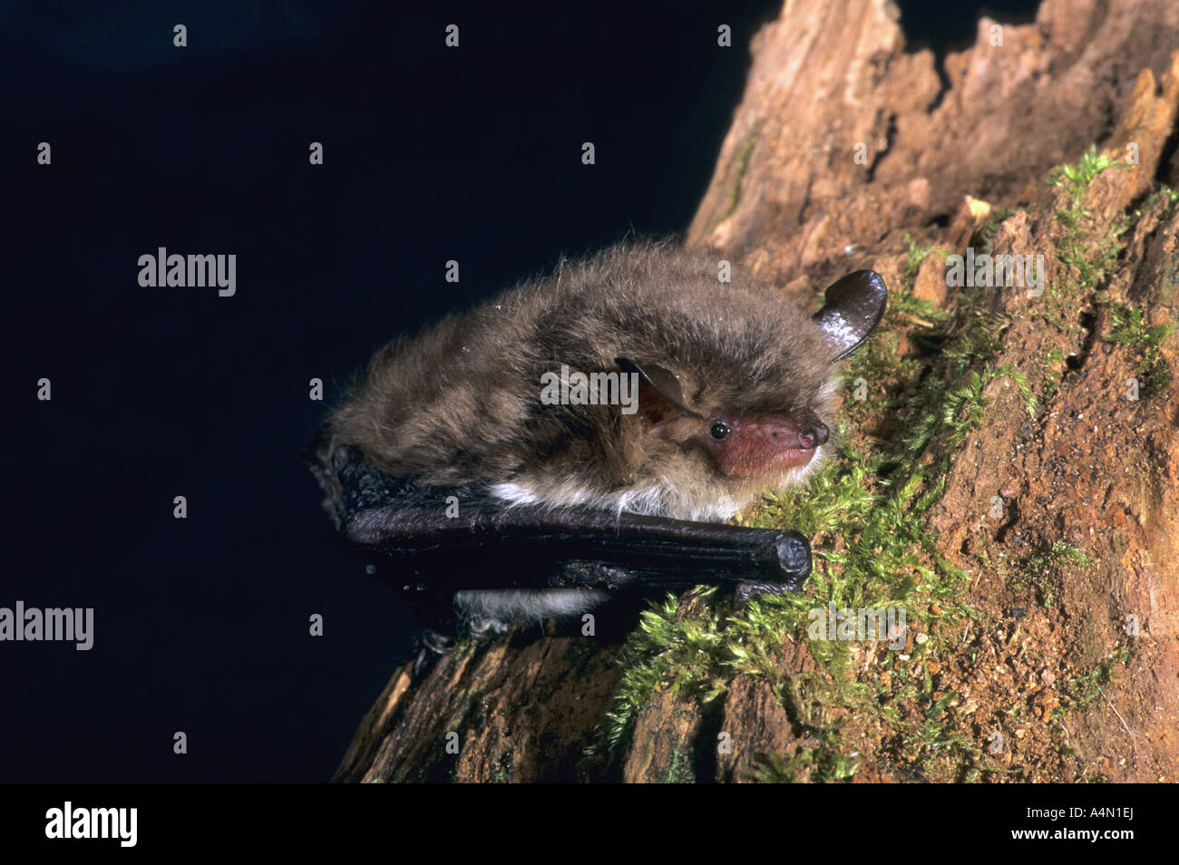 whiskered bat Myotis mystacirius Stock Photo - Alamy