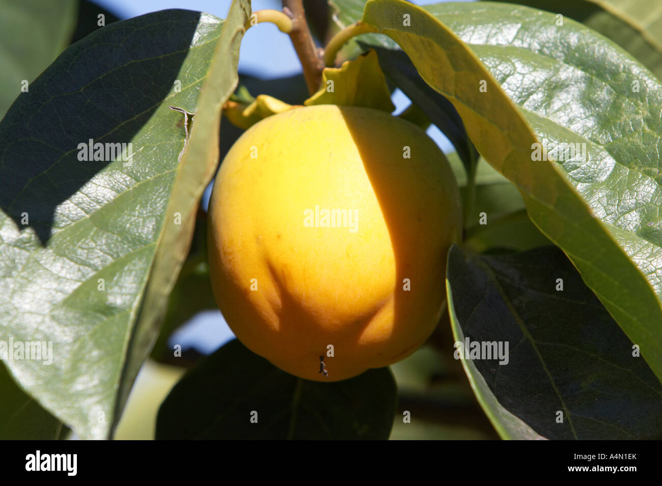 Persimmon tree garden hi-res stock photography and images - Alamy