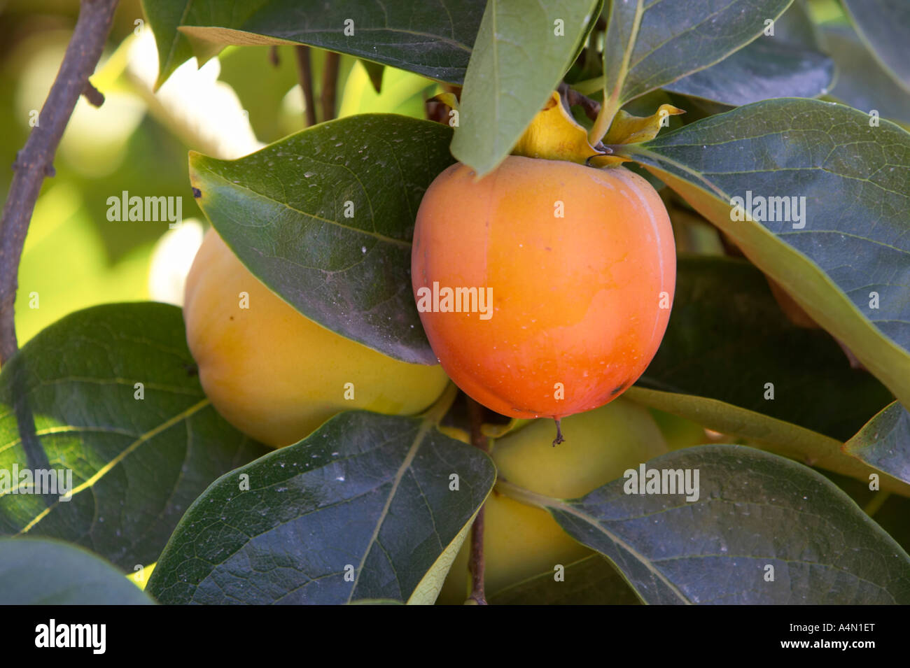 persimmon turning from yellow to orange growing on a tree in a garden ...