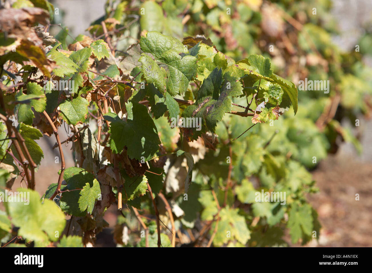 grape vine and leaves with no grapes growing due to failed crop in a ...