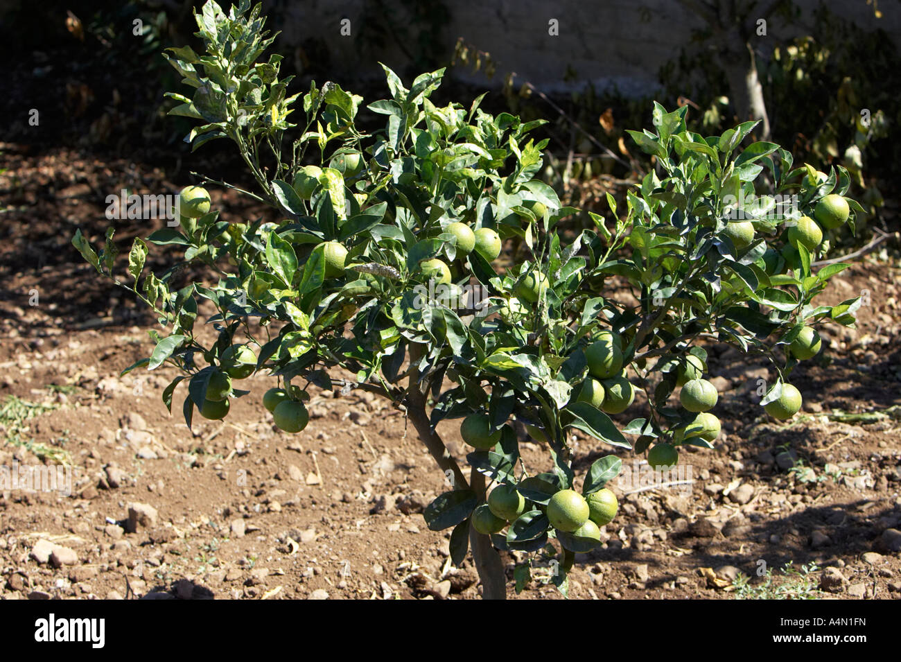 green unripened oranges on a small immature orange tree bush growing in ...