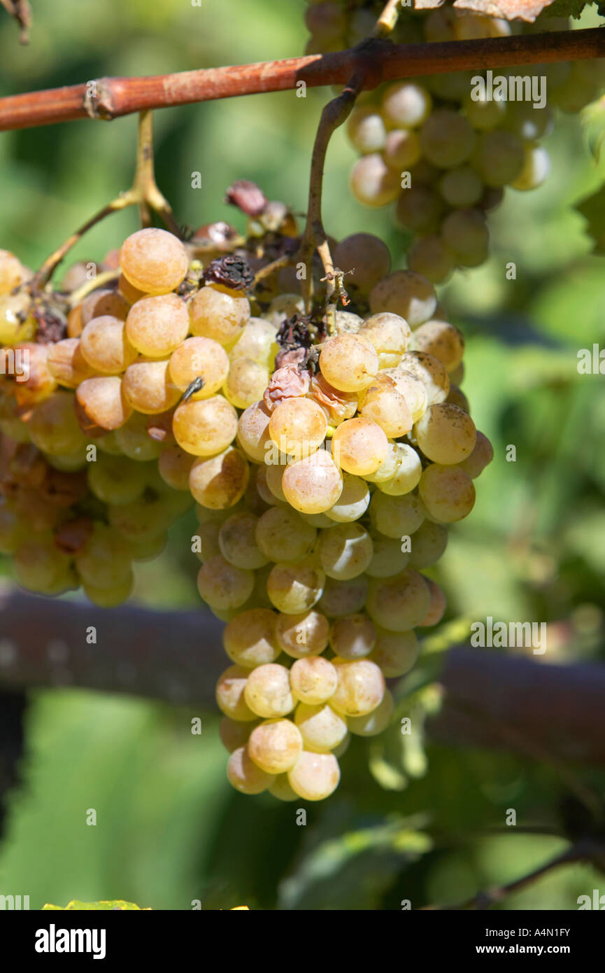 vertical large bunch of green grapes growing on the vine in a garden ...