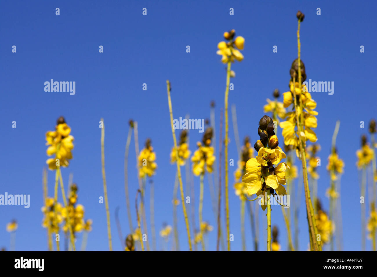 peanut butter or popcorn Cassia senna Didymobotrya Leguminosae shrub ...