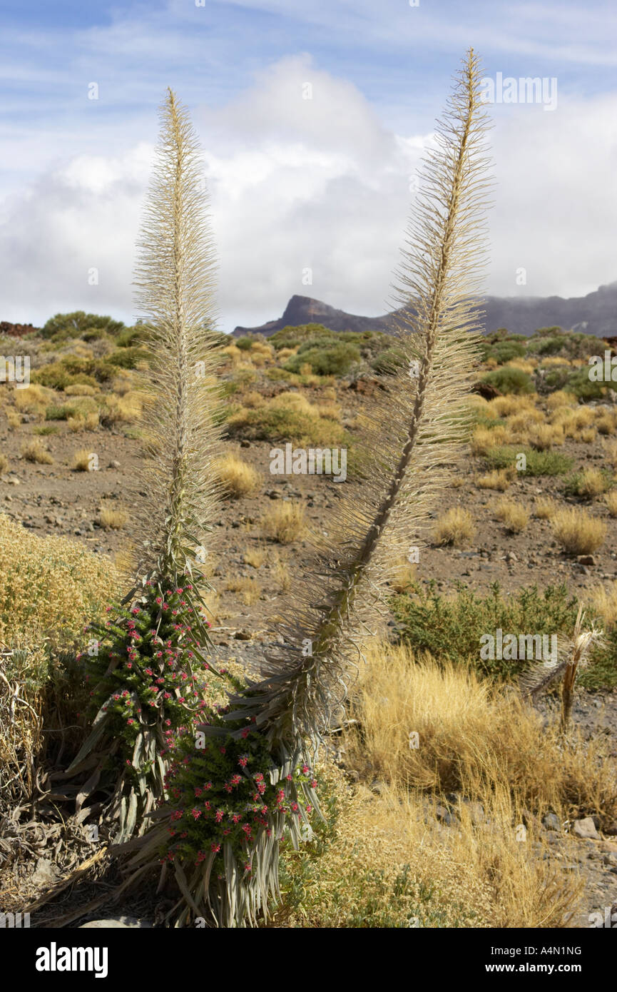 two echium wildpretii vipers bugloss tajinaste rojo in desert teide ...