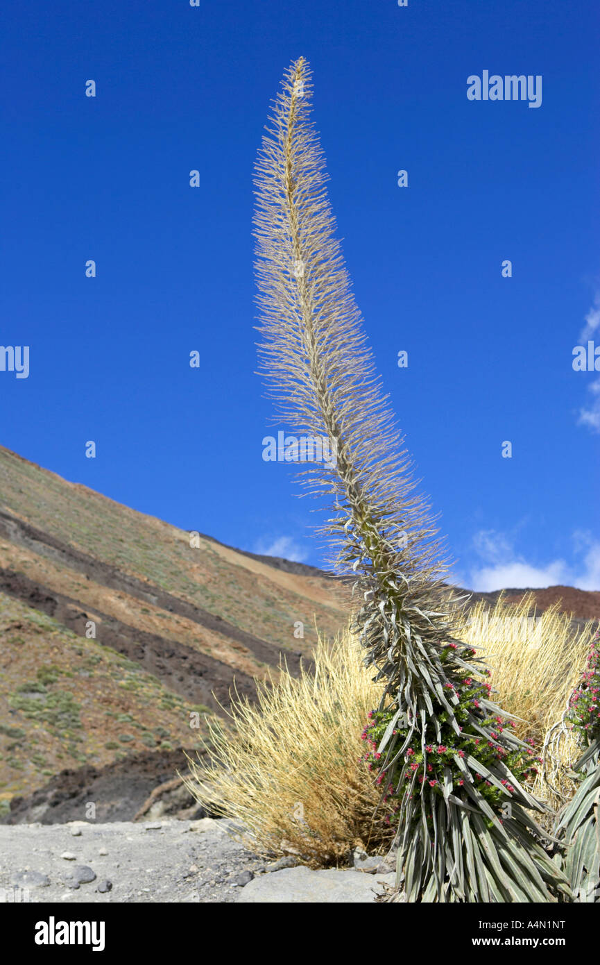 echium wildpretii vipers bugloss tajinaste rojo against blue sky teide ...