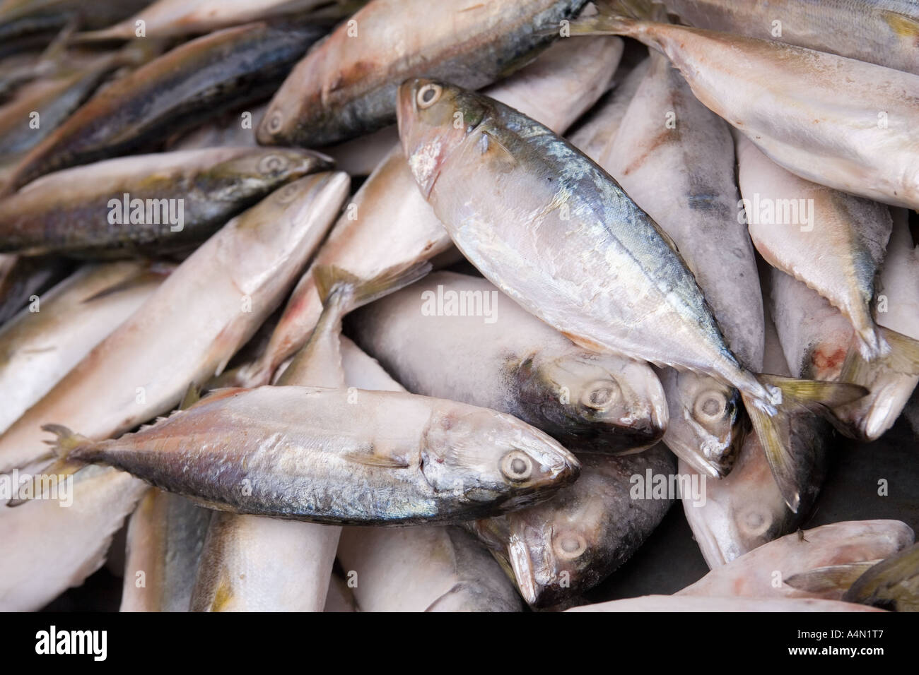 Malaysia Borneo Sarawak Kuching Sunday Market fish Stock Photo - Alamy