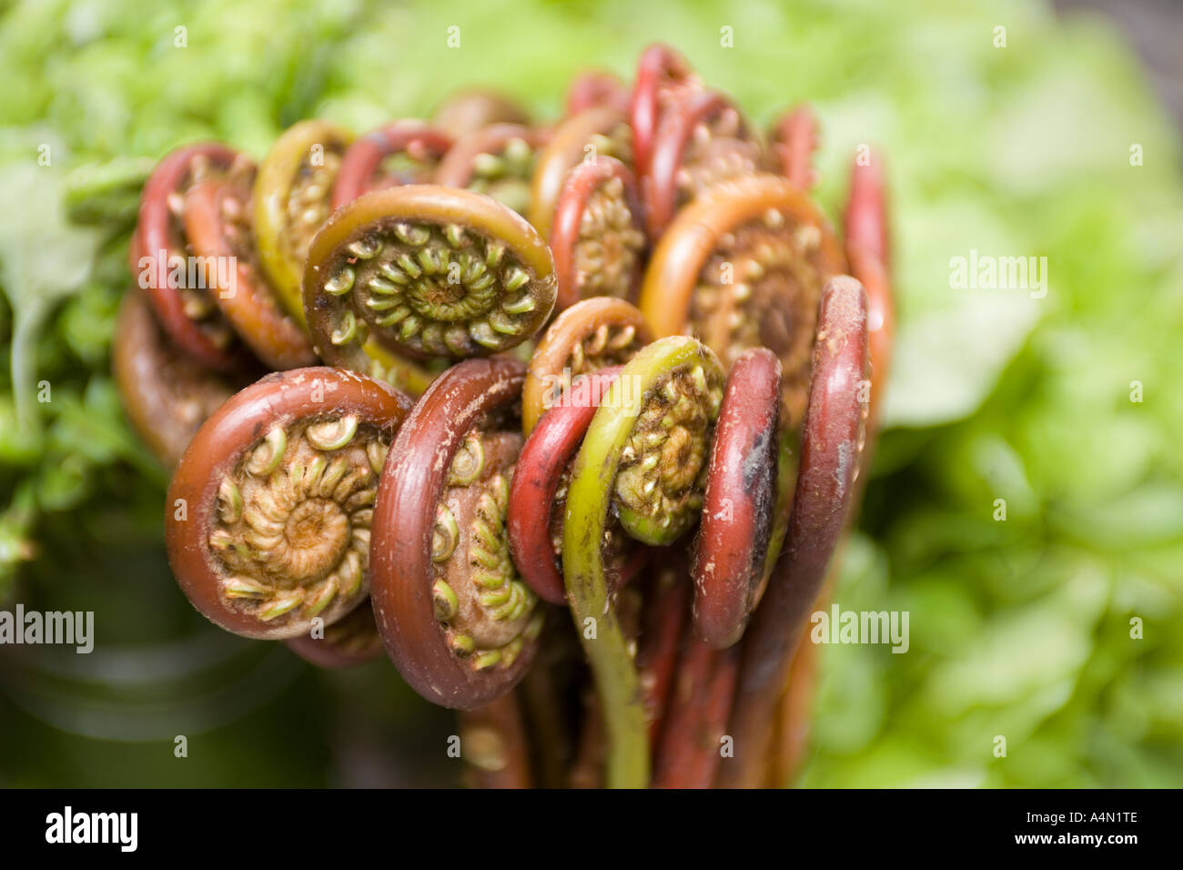 Midin food hi-res stock photography and images - Alamy