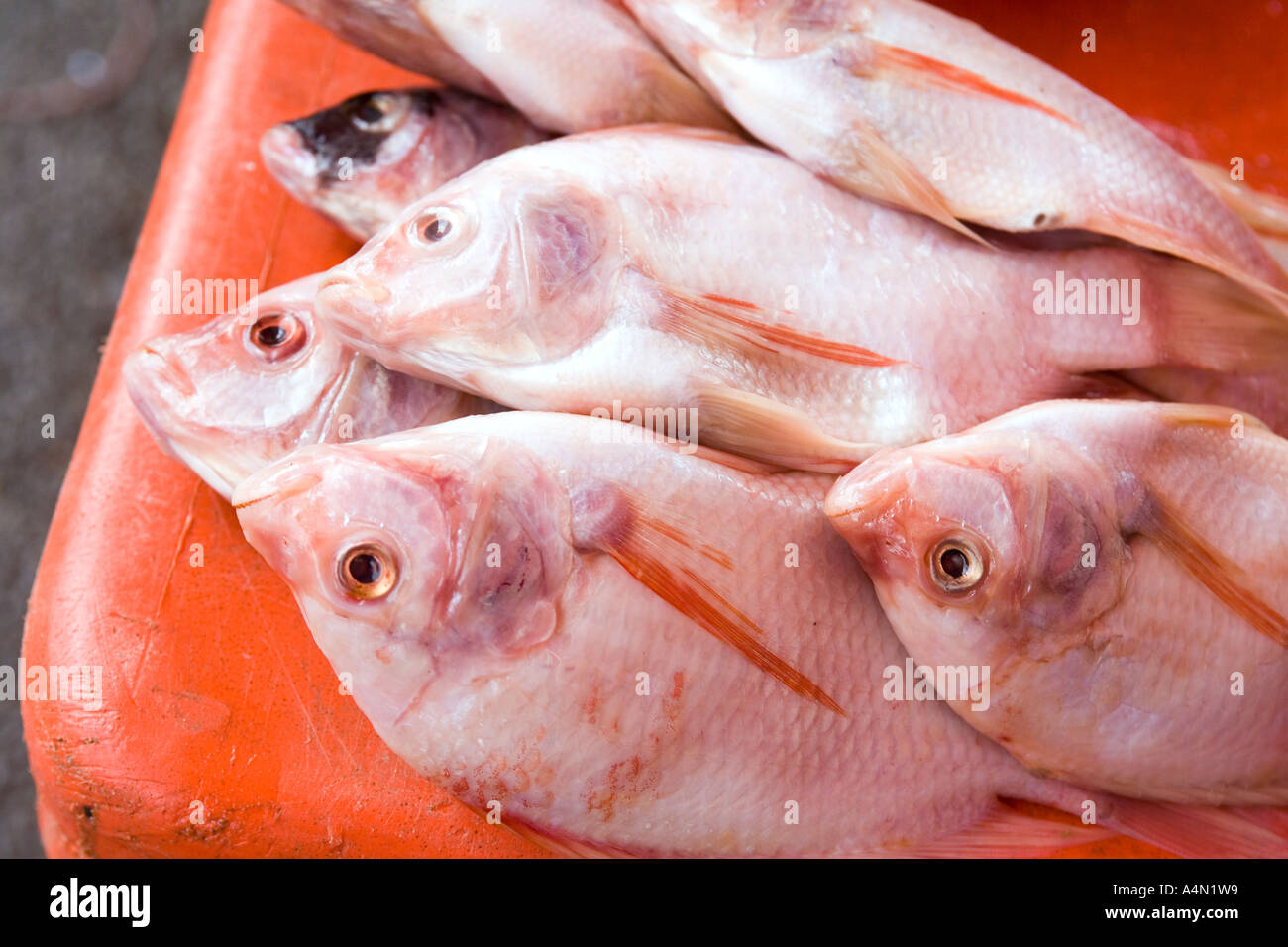 Malaysia Borneo Sarawak Kuching Sunday Market fish stall Stock Photo ...