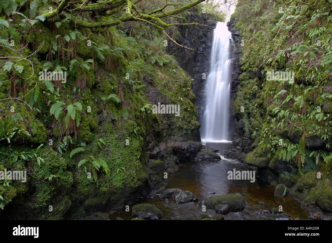 rocks ferns and moss walls of Cranny Falls on the Carnlough river in ...