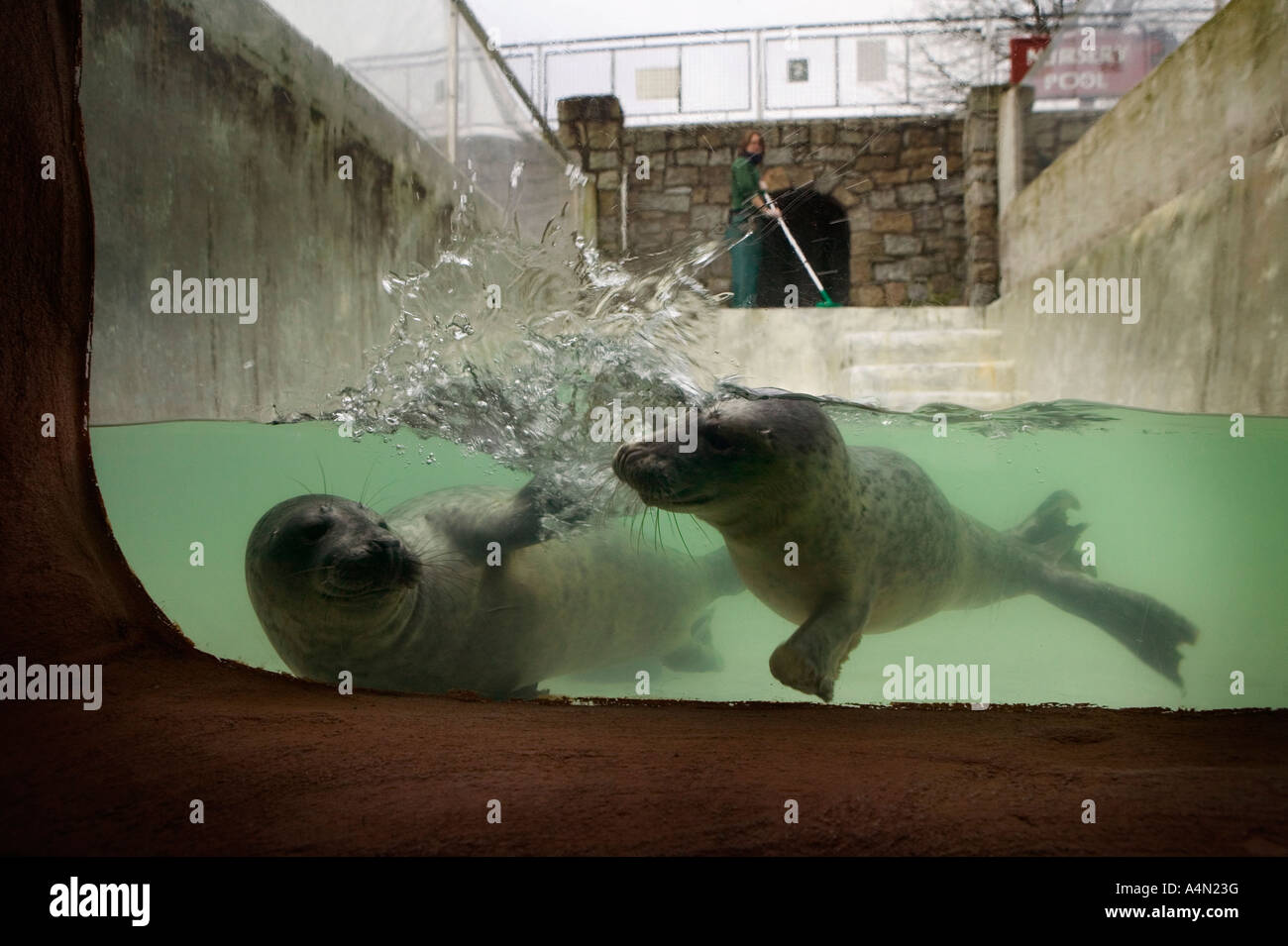 Grey seal pups in a nursery pool at the National Seal Sanctuary, Gweek ...