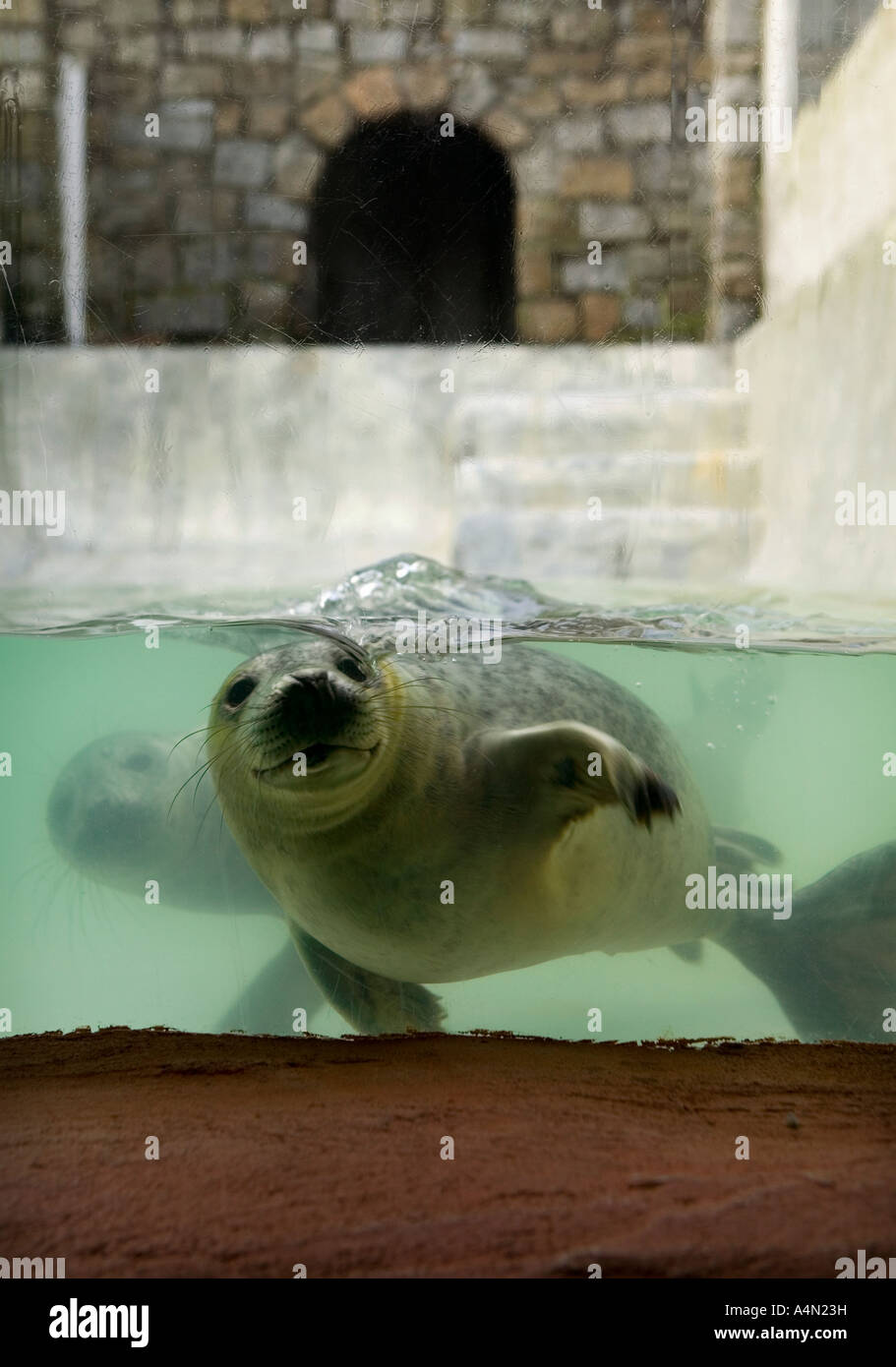 Grey seal pups in a nursery pool at the National Seal Sanctuary, Gweek ...