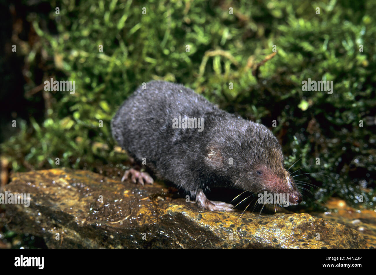 water shrew Neomys fodiens Stock Photo - Alamy