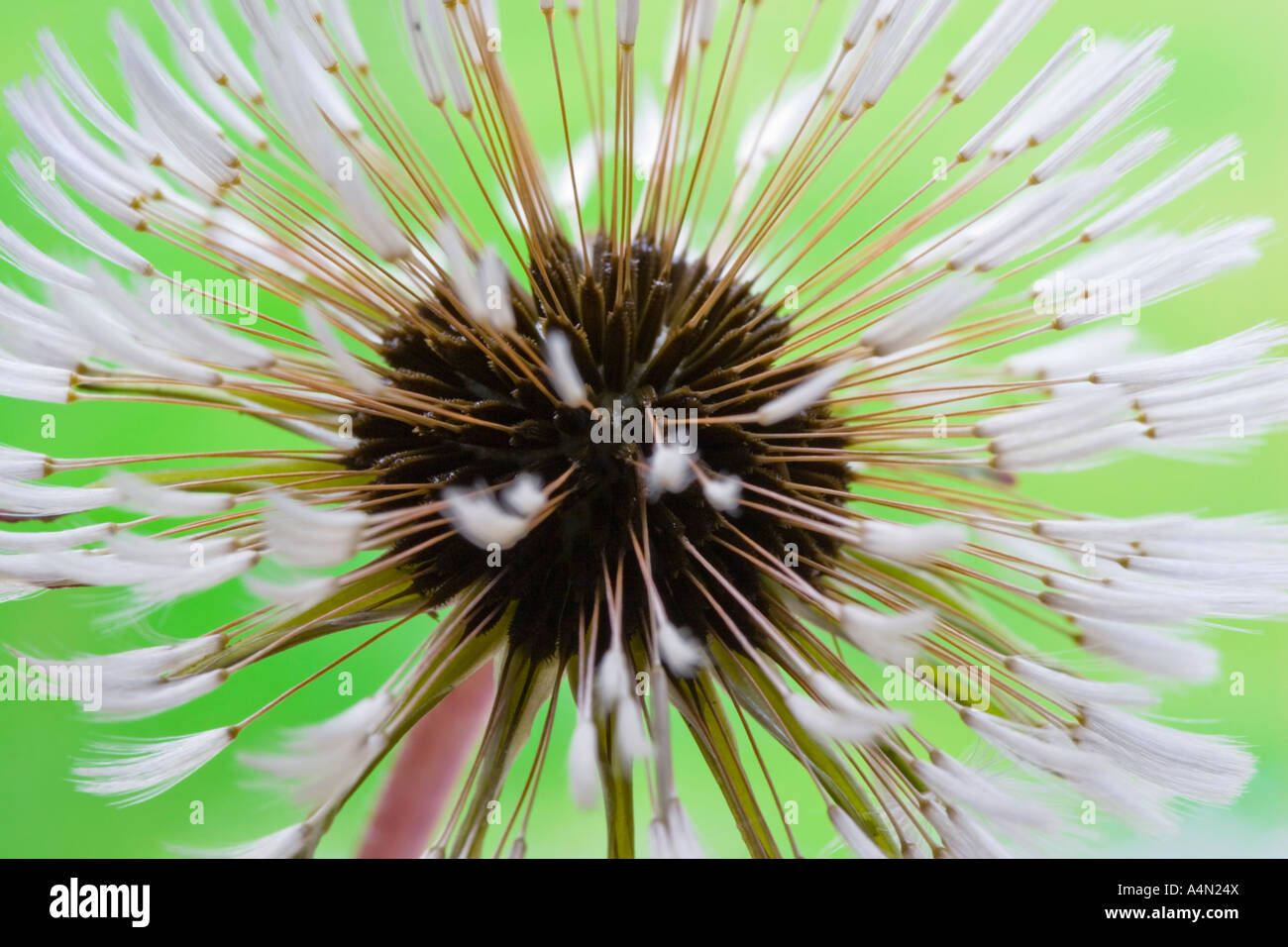 A close up shot of a dandelion seed head, showing the parachutes still ...
