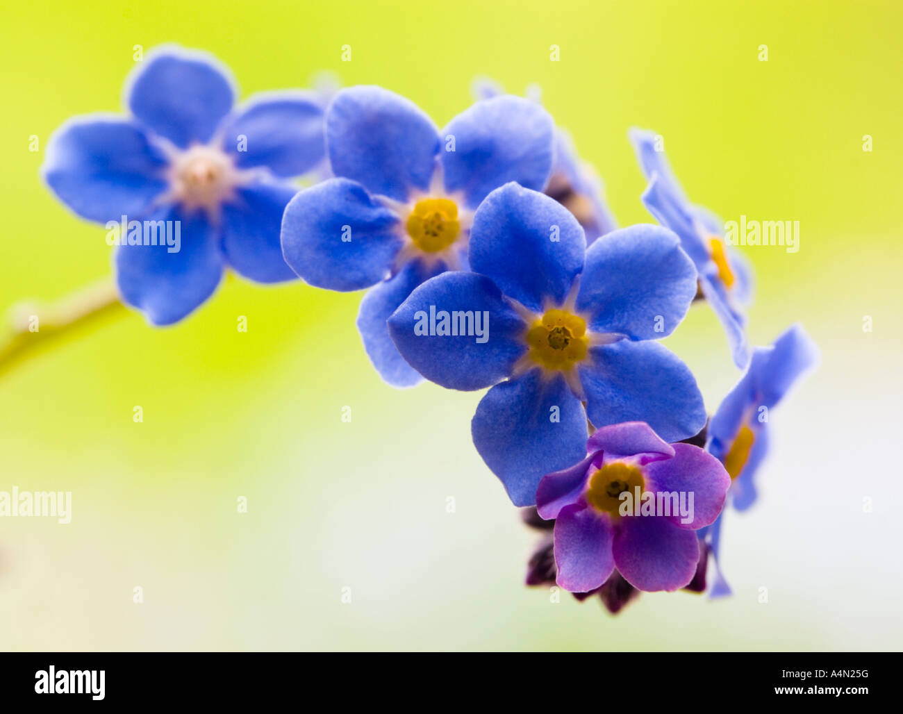 A close up shot of forget me not flowers Stock Photo - Alamy
