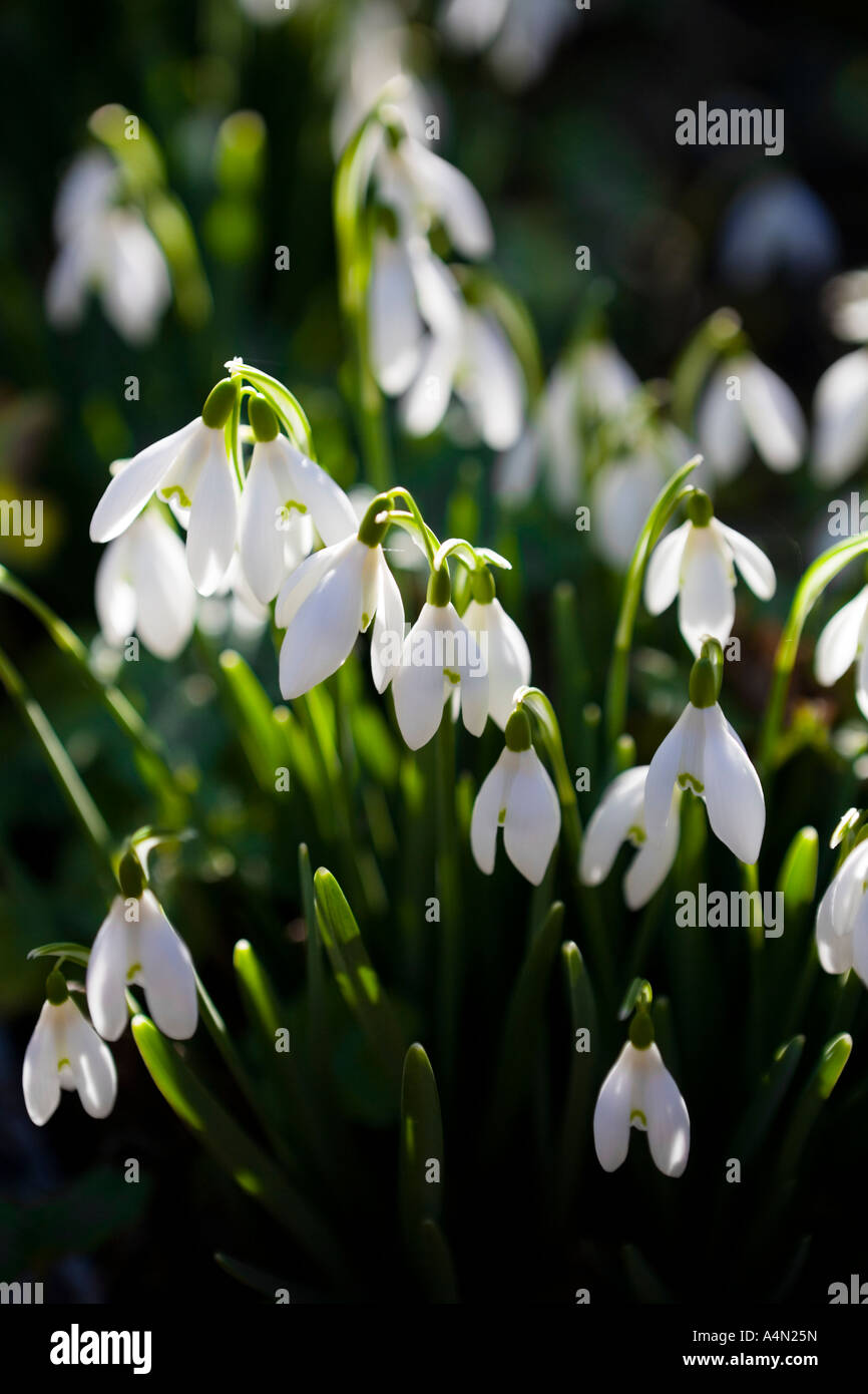 Beautiful white snowdrops Stock Photo - Alamy