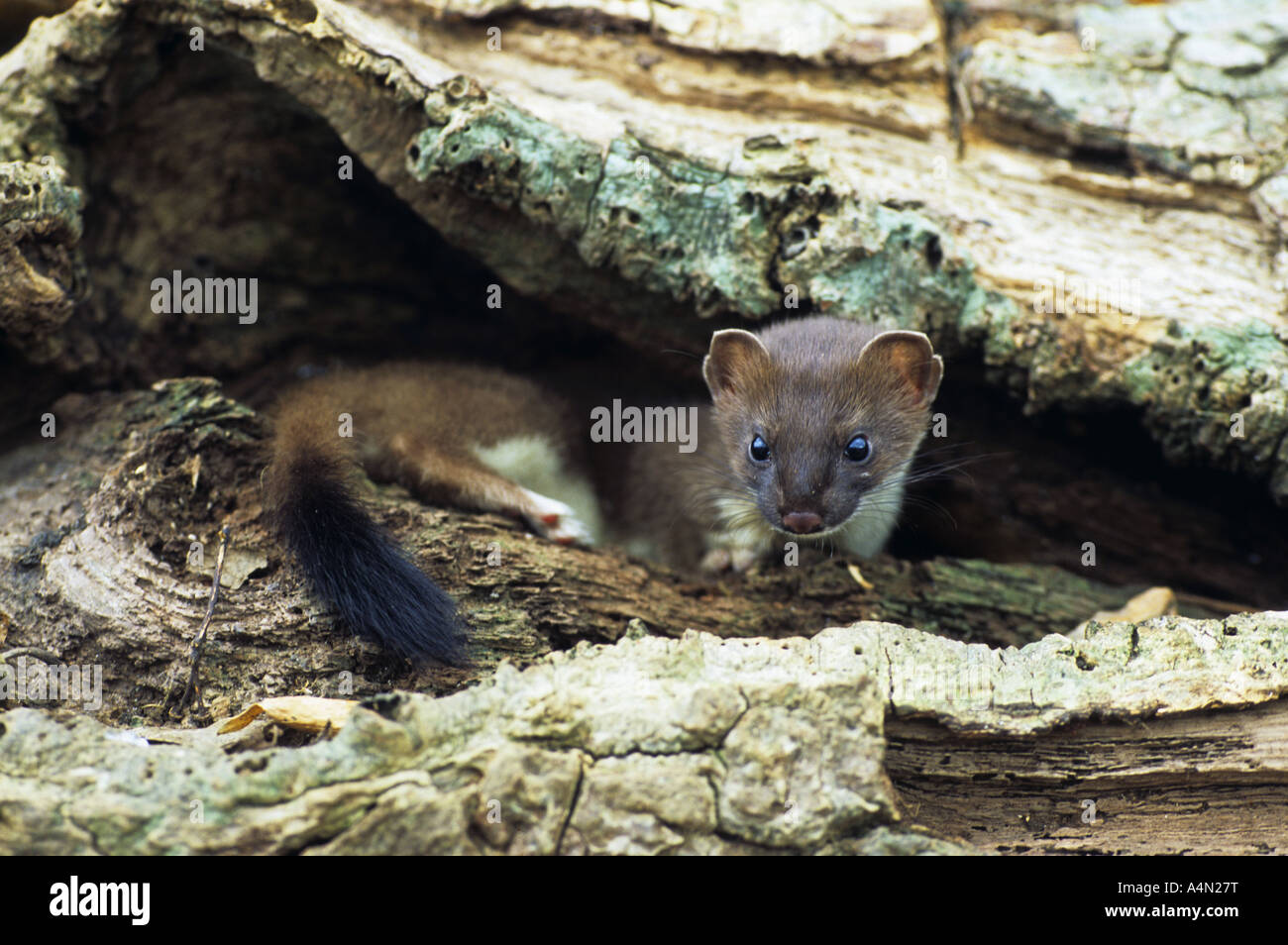 stoat Mustela erminea Stock Photo - Alamy