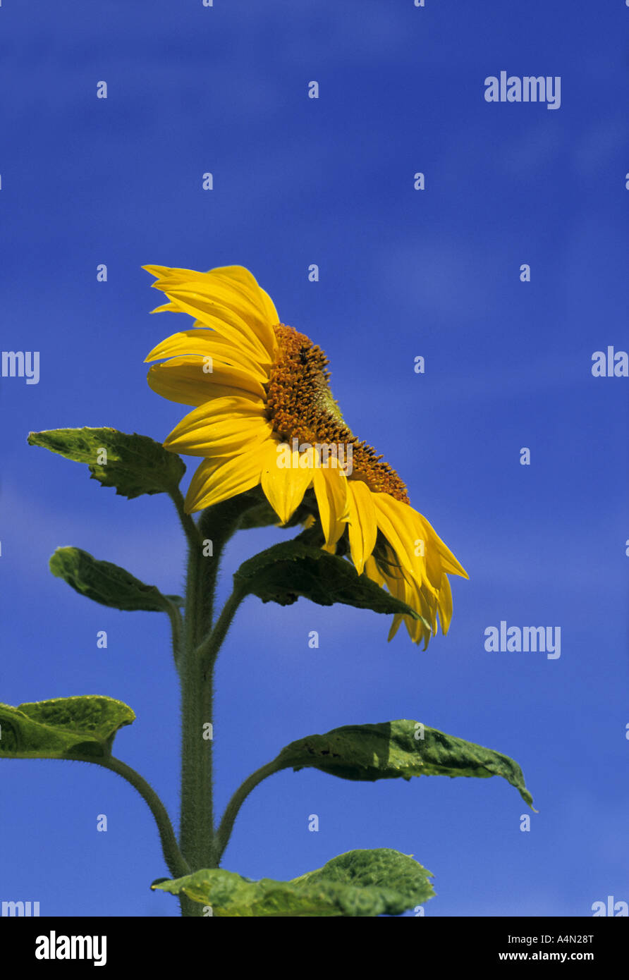 sunflower Helianthus sp in summer Stock Photo - Alamy