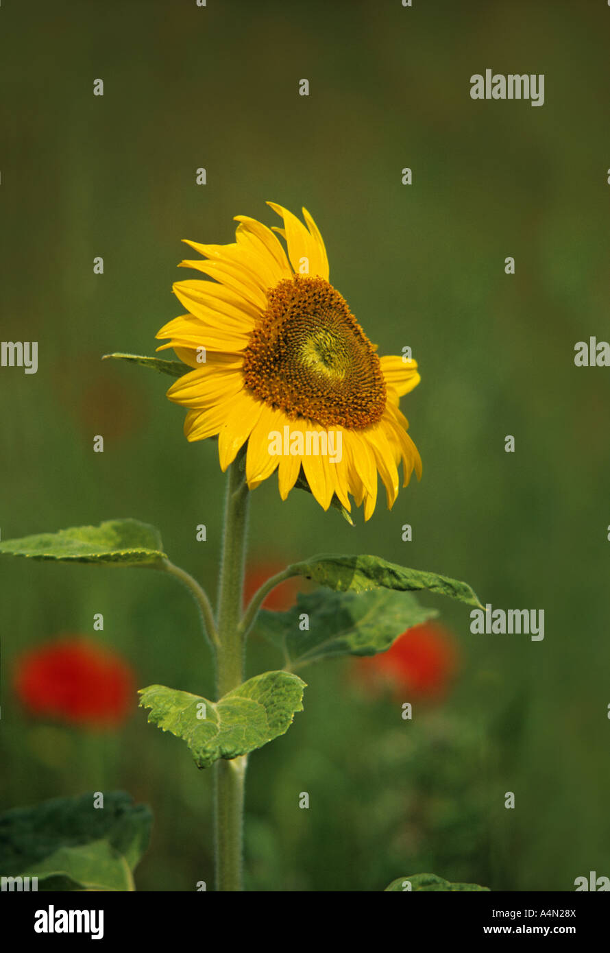 sunflower Helianthus sp summer Stock Photo - Alamy