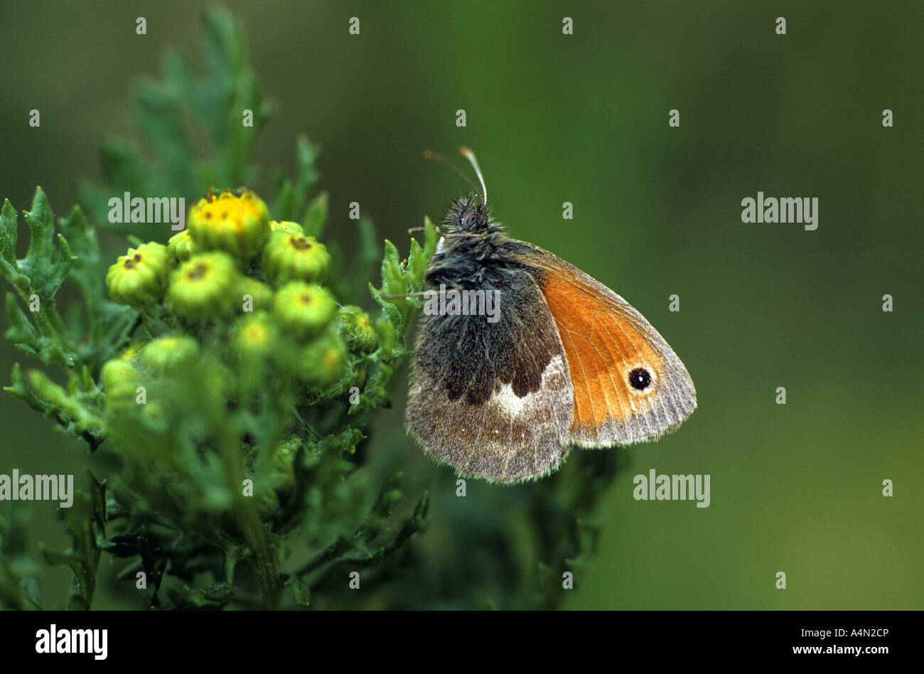 Small brown butterfly hi-res stock photography and images - Alamy