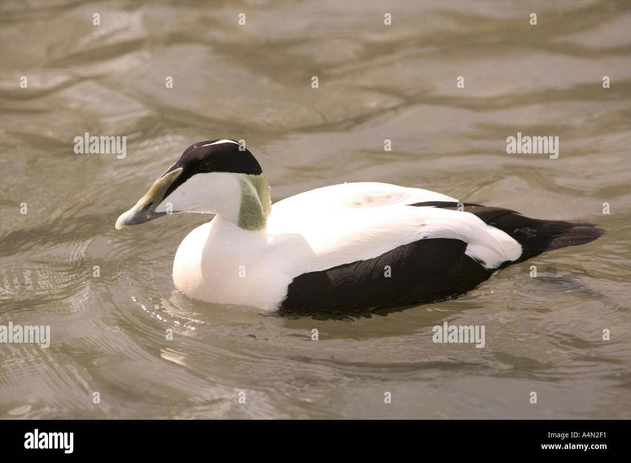 Male Eider Duck Stock Photo - Alamy