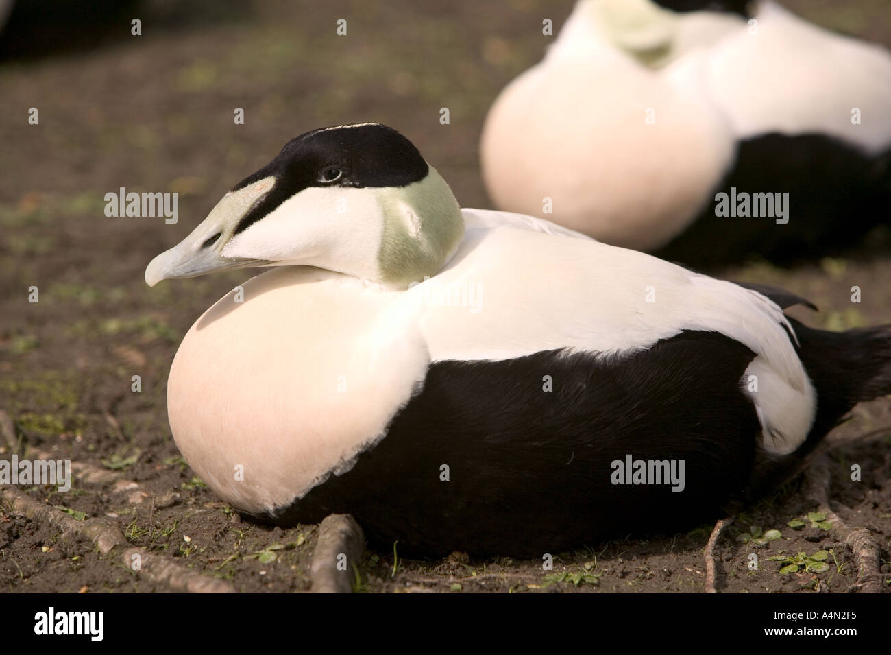 Male eider ducks hi-res stock photography and images - Alamy
