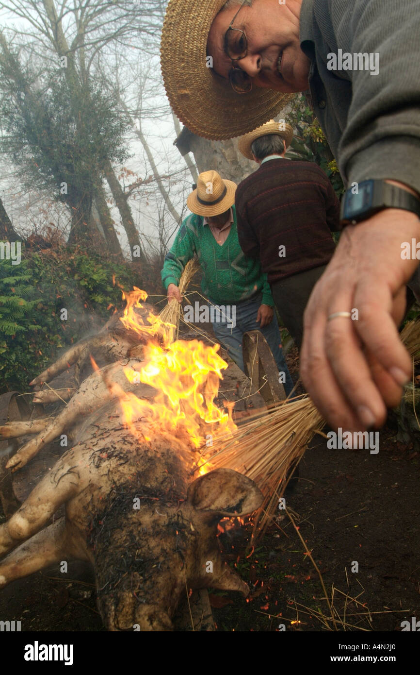 Traditional way of killing a pig in rural Portugal Stock Photo - Alamy