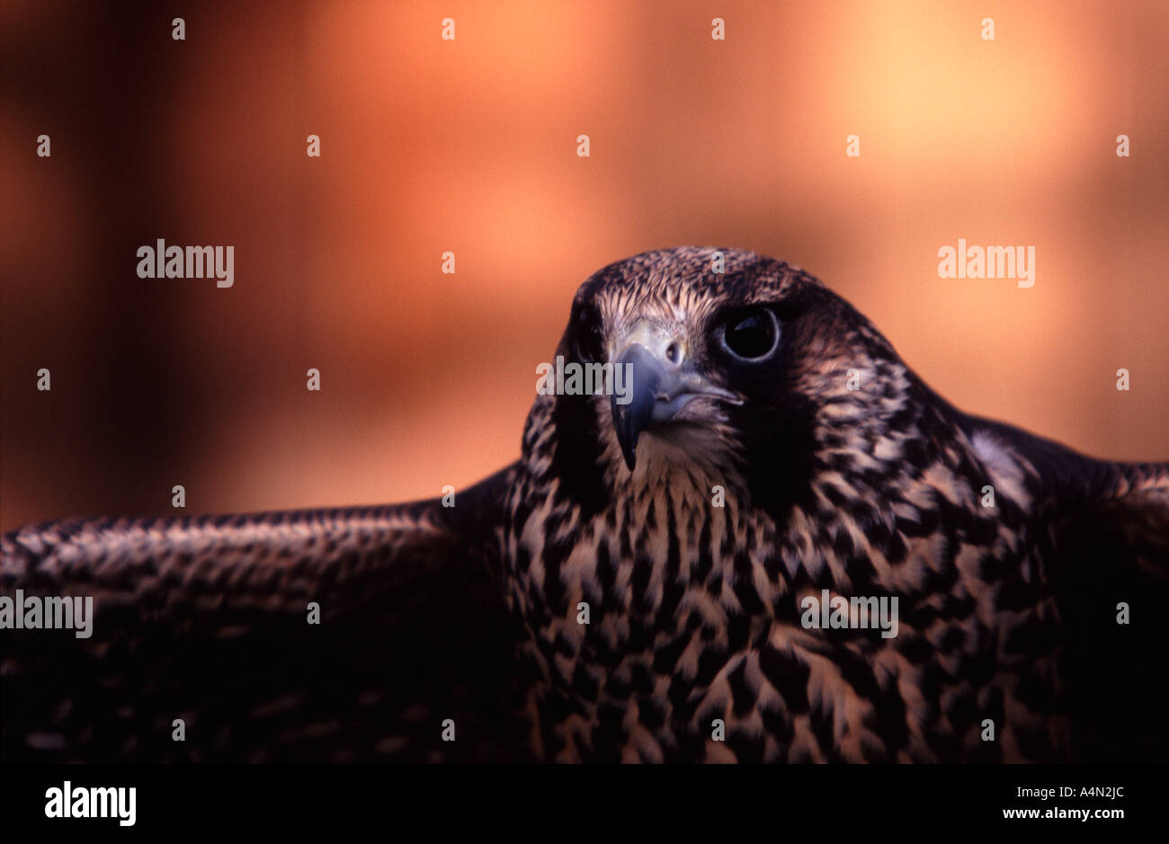 Peregrin falcon prey hi-res stock photography and images - Alamy