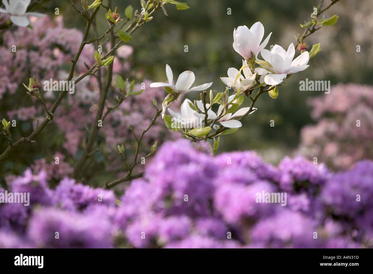 Azaleas and Magnolia growing in the dorothy clive garden Staffordshire ...
