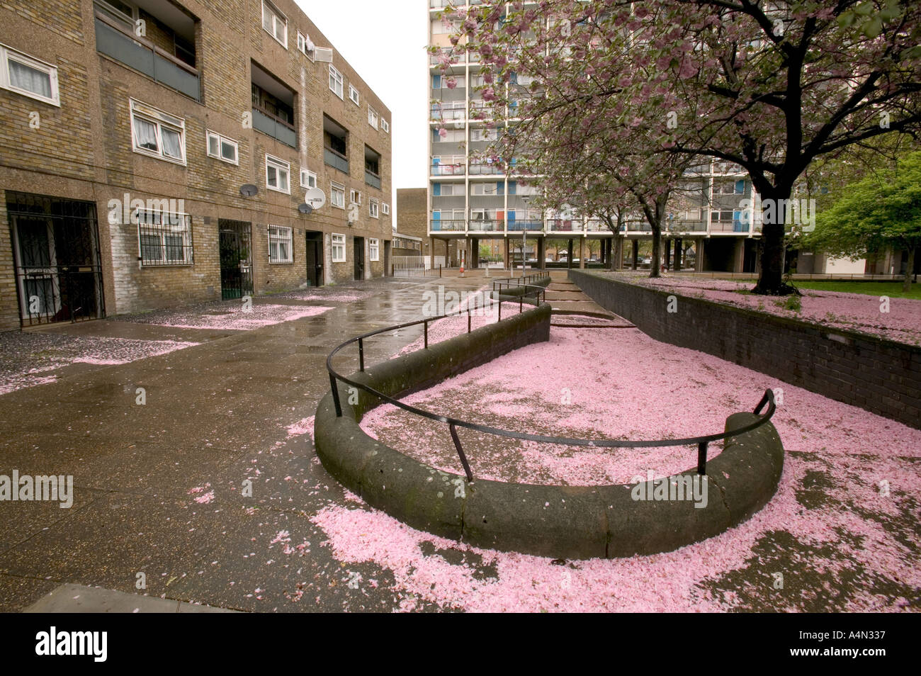 Cherry blossom on pavement in tower Hamlets London Stock Photo - Alamy