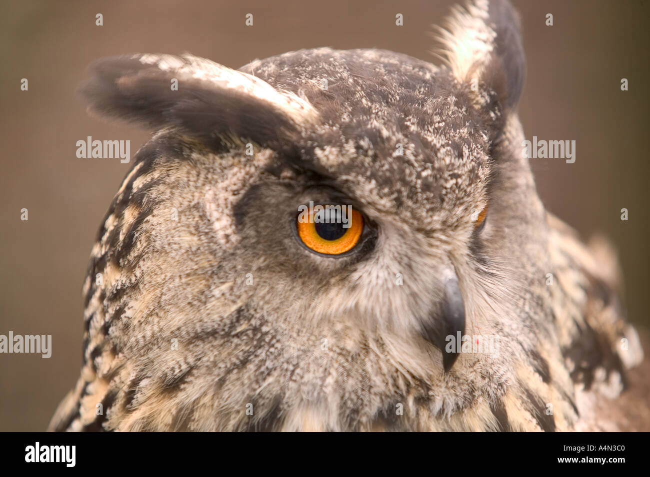 Massive owl hi-res stock photography and images - Alamy