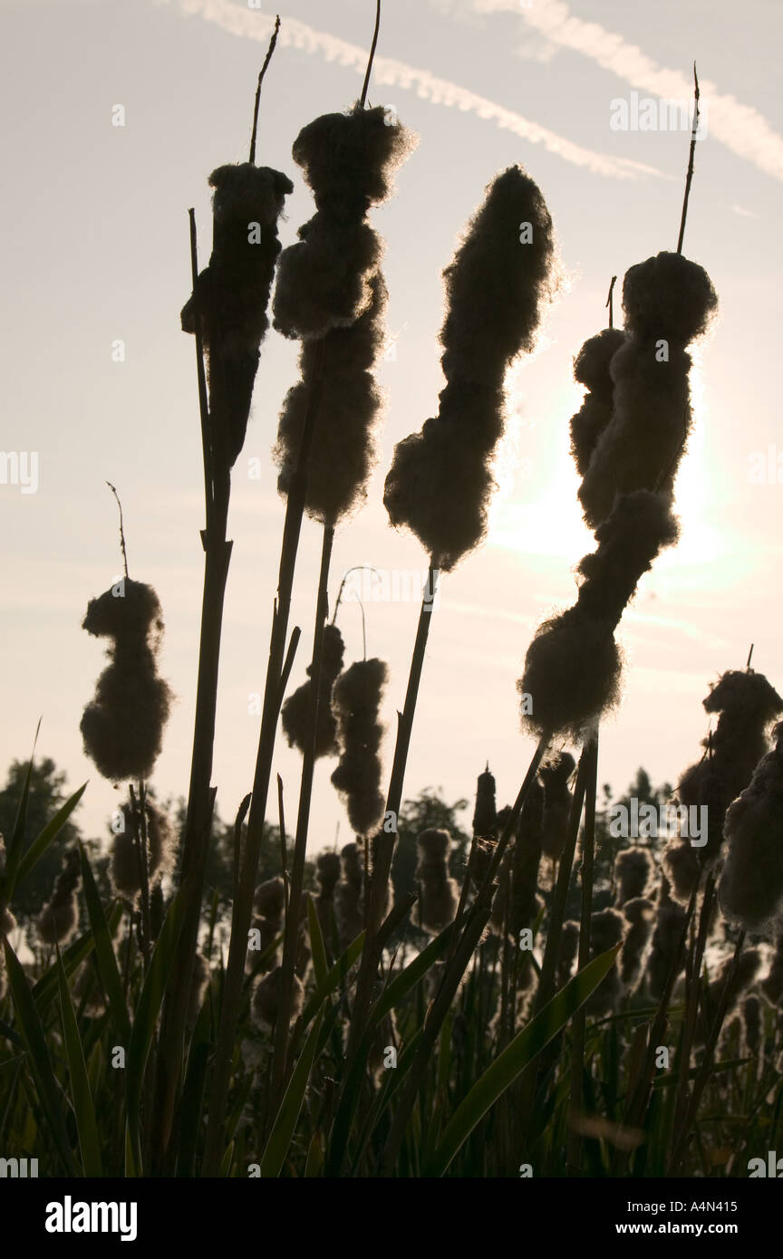Bull Rush High Resolution Stock Photography and Images - Alamy