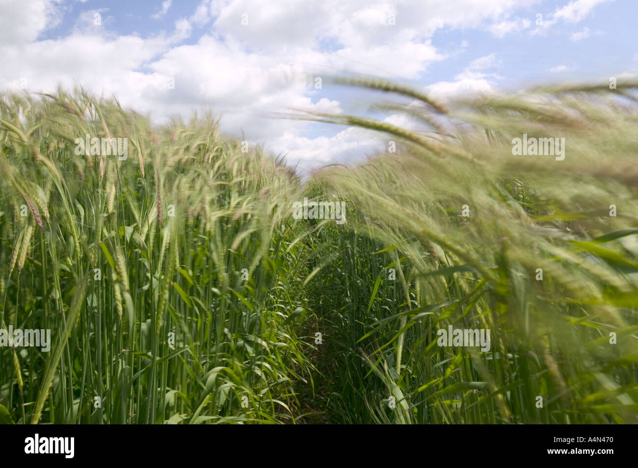 Wheat field blowing in wind hi-res stock photography and images - Alamy