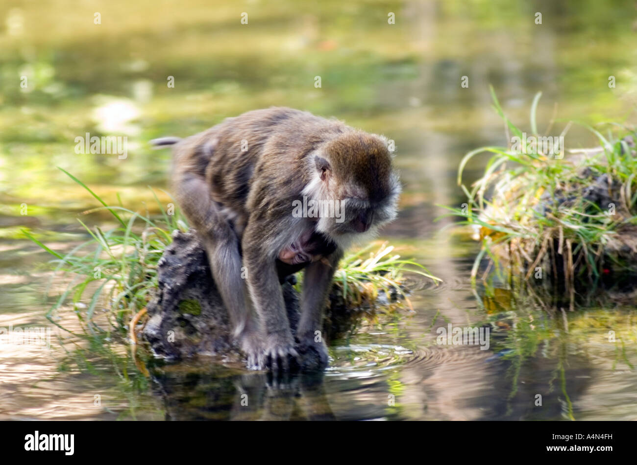 Pirate Monkey High Resolution Stock Photography and Images - Alamy