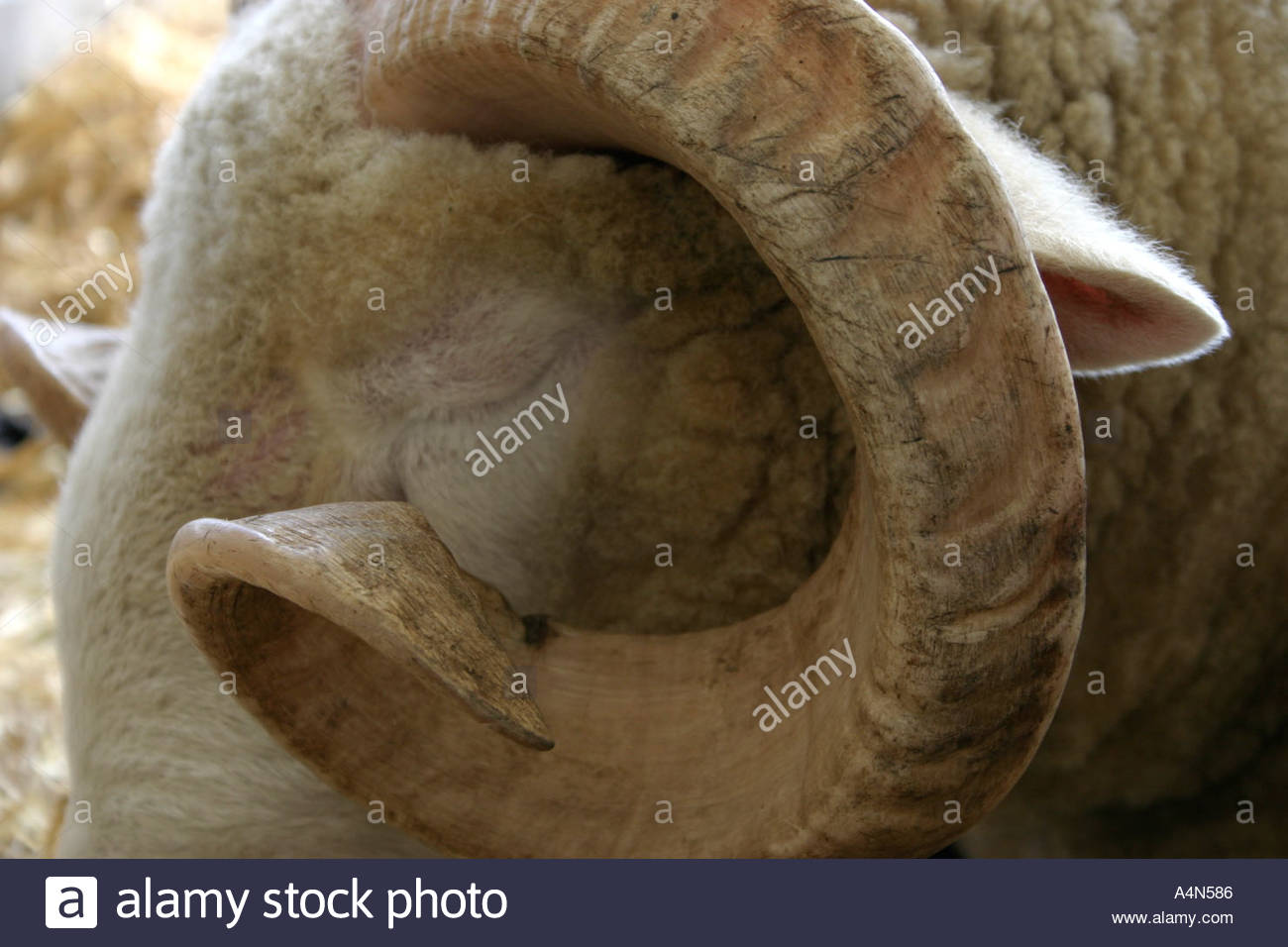 Rams Horn Stock Photos & Rams Horn Stock Images - Alamy