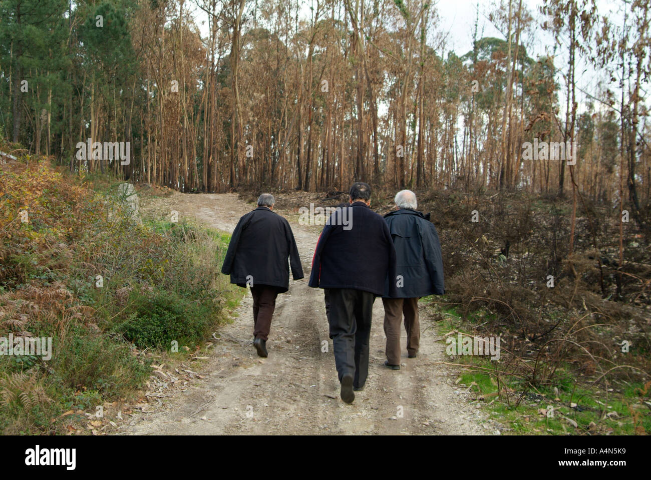 Three men walking on a forest Stock Photo - Alamy